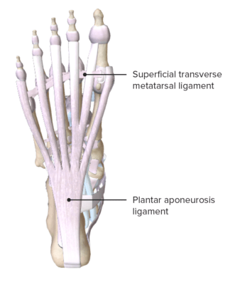 Foot: Anatomy | Concise Medical Knowledge