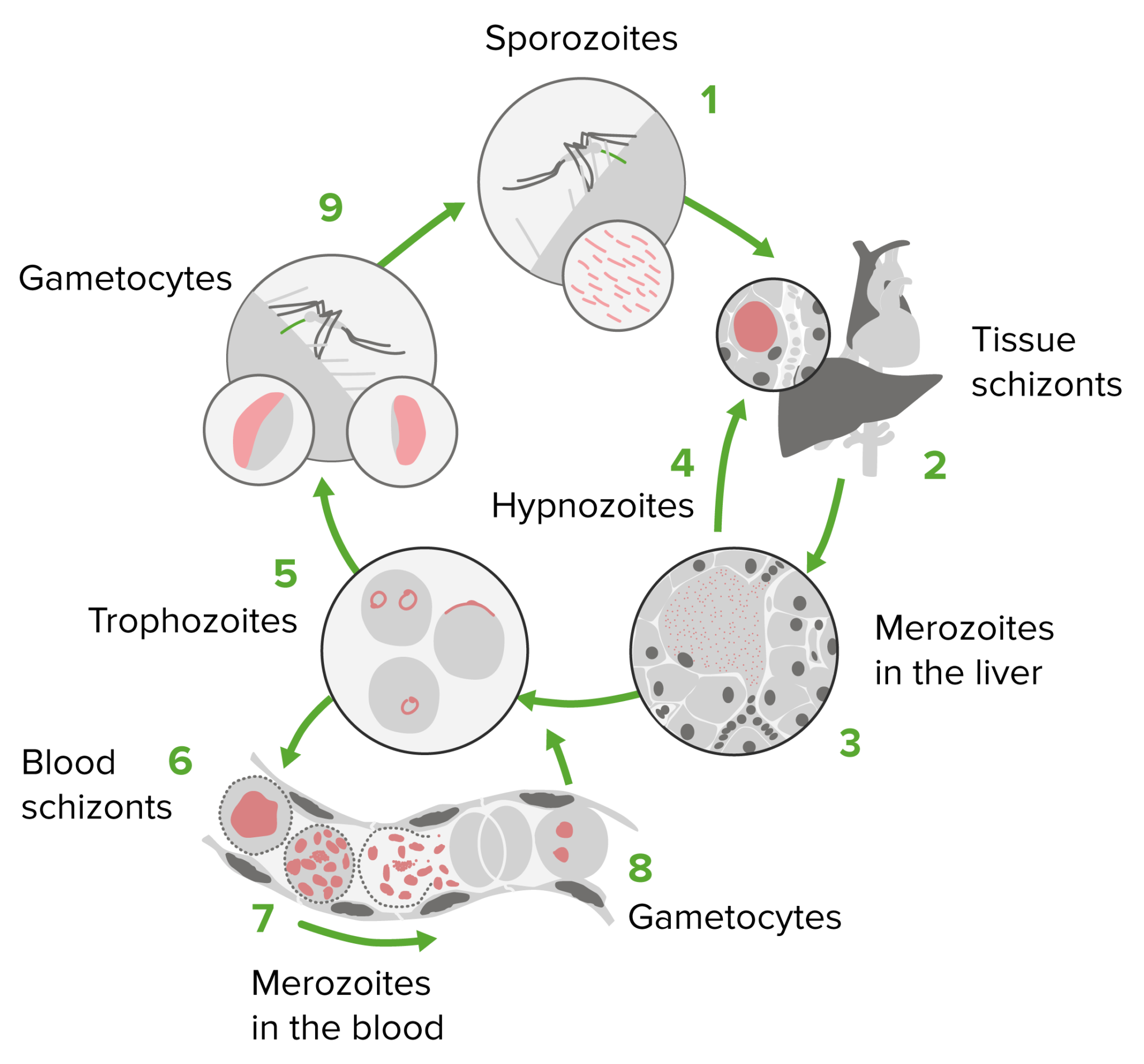 Plasmodium/Malaria | Concise Medical Knowledge