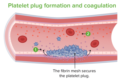 Hemostase | Concise Medical Knowledge