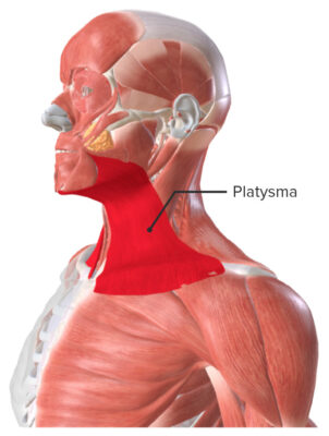 Músculos do Pescoço | Concise Medical Knowledge