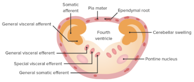 Development of the Nervous System and Face | Concise Medical Knowledge