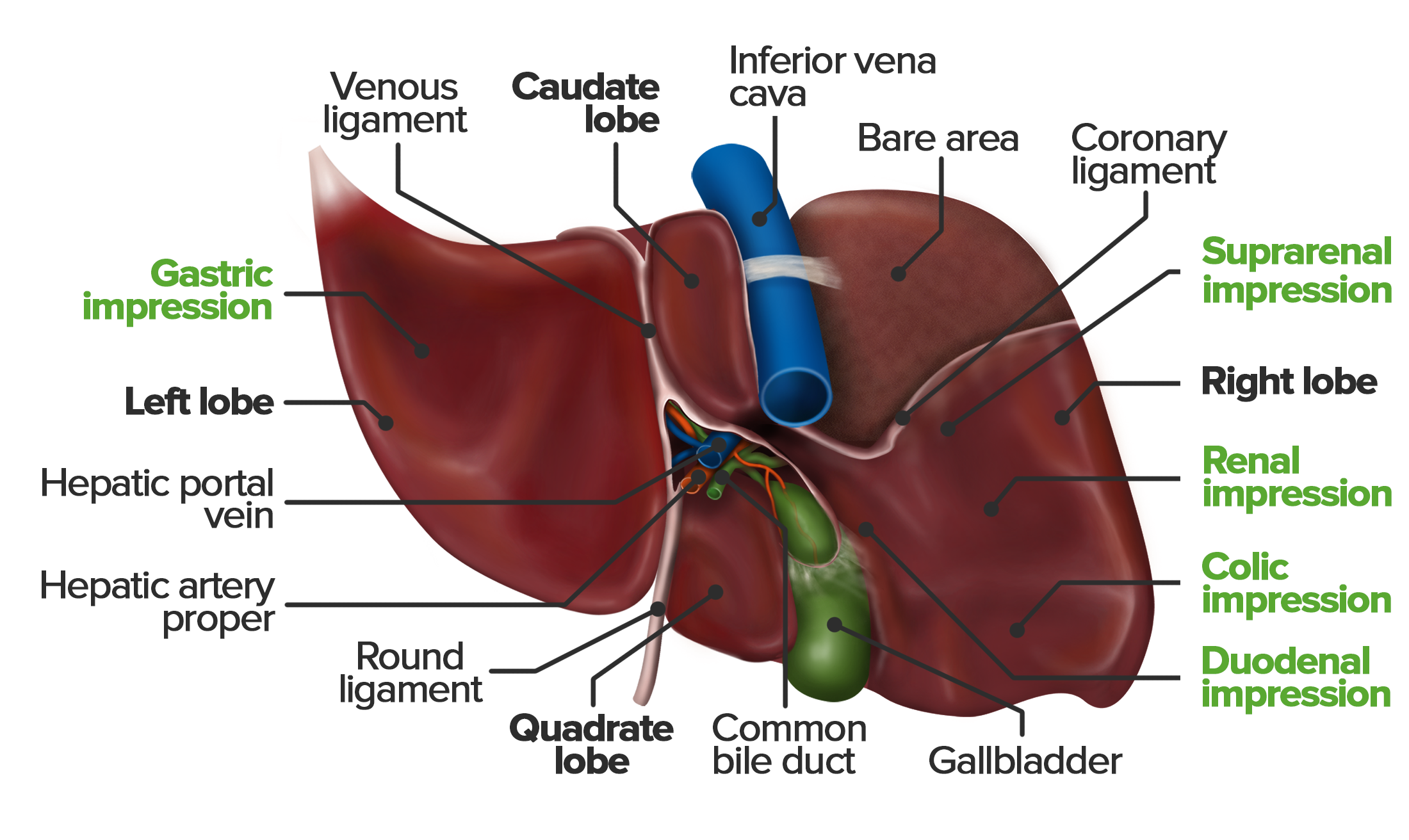 Liver Sections Diagram