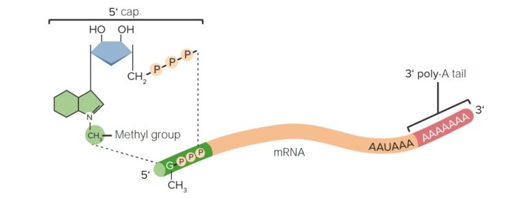 Post-transcriptional Modifications (RNA Processing) | Concise Medical ...