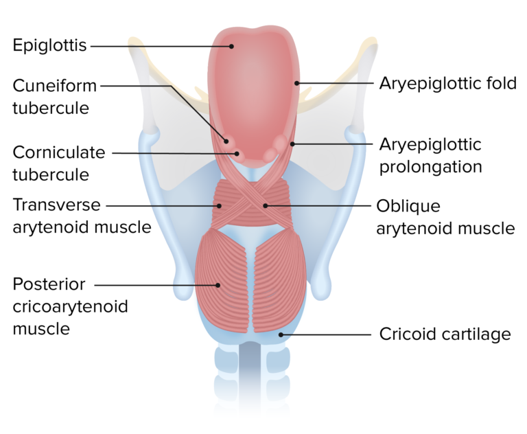Laringe: Anatomía | Concise Medical Knowledge