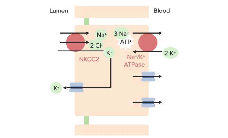 Renal Potassium Regulation | Concise Medical Knowledge