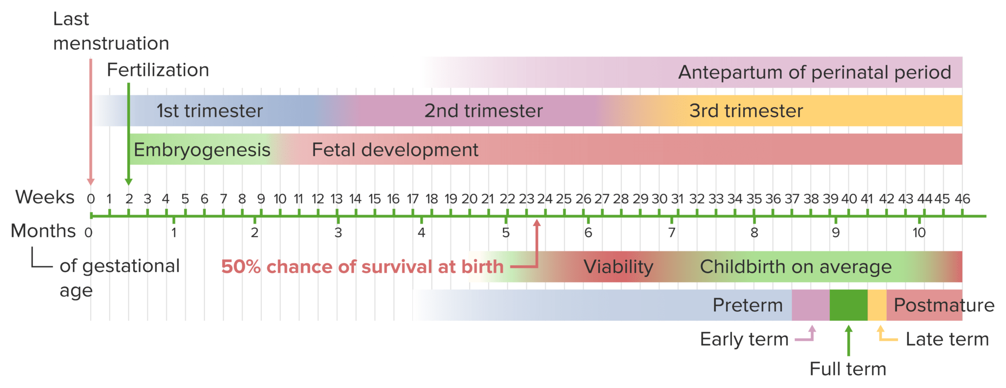Pregnancy: Diagnosis, Physiology, and Care | Concise Medical Knowledge