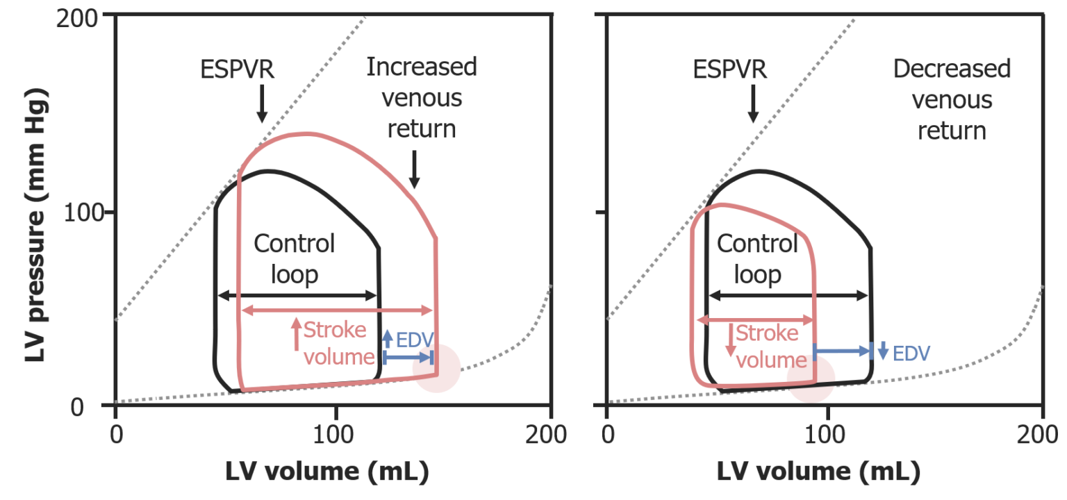 Cardiac Mechanics | Concise Medical Knowledge