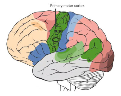 Cerebral Cortex: Anatomy | Concise Medical Knowledge
