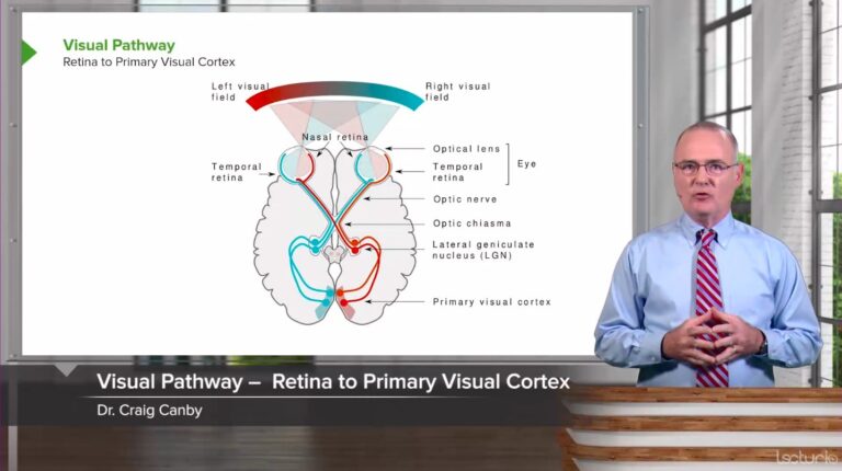 Cerebral Cortex Anatomy Concise Medical Knowledge