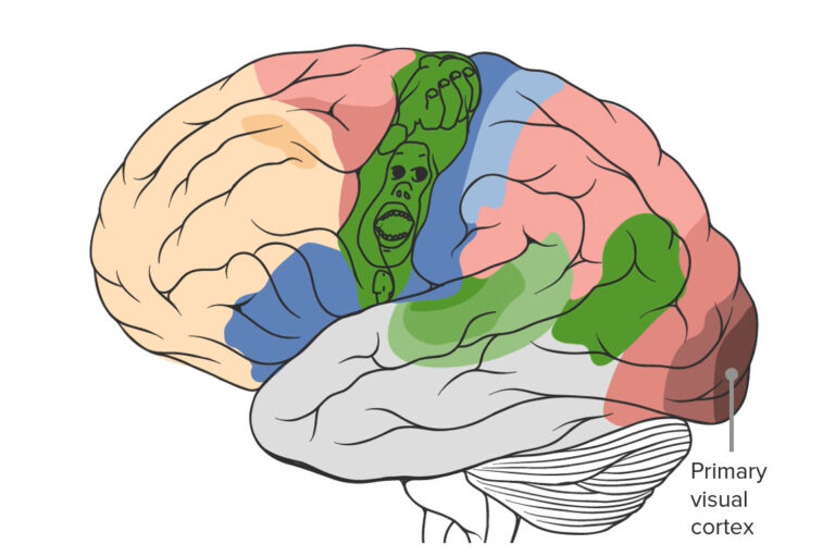 Cerebral Cortex: Anatomy | Concise Medical Knowledge