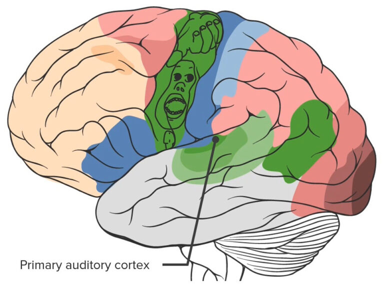 Cerebral Cortex: Anatomy | Concise Medical Knowledge
