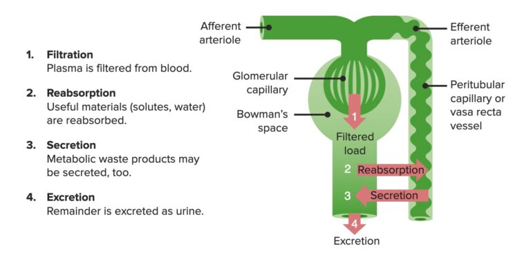 Glomerular Filtration: Renal Physiology | Concise Medical Knowledge