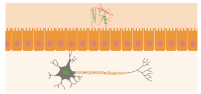 Transmissible Spongiform Encephalopathies | Concise Medical Knowledge