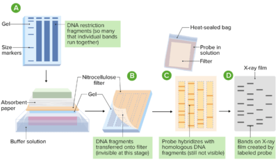 Técnicas de Blotting | Concise Medical Knowledge