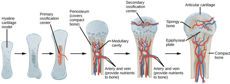 Bones Development And Ossification Concise Medical Knowledge