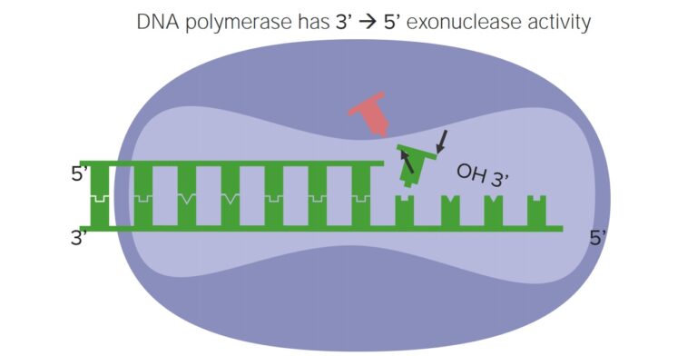 DNA Repair Mechanisms | Concise Medical Knowledge