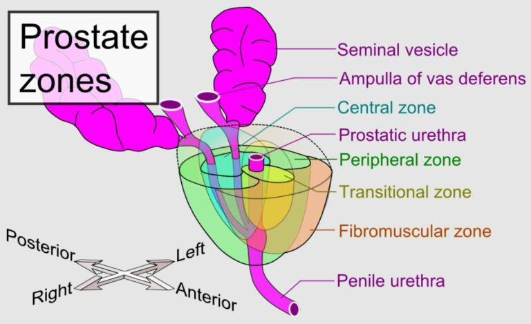 Surgical Anatomy of the Abdomen | Concise Medical Knowledge
