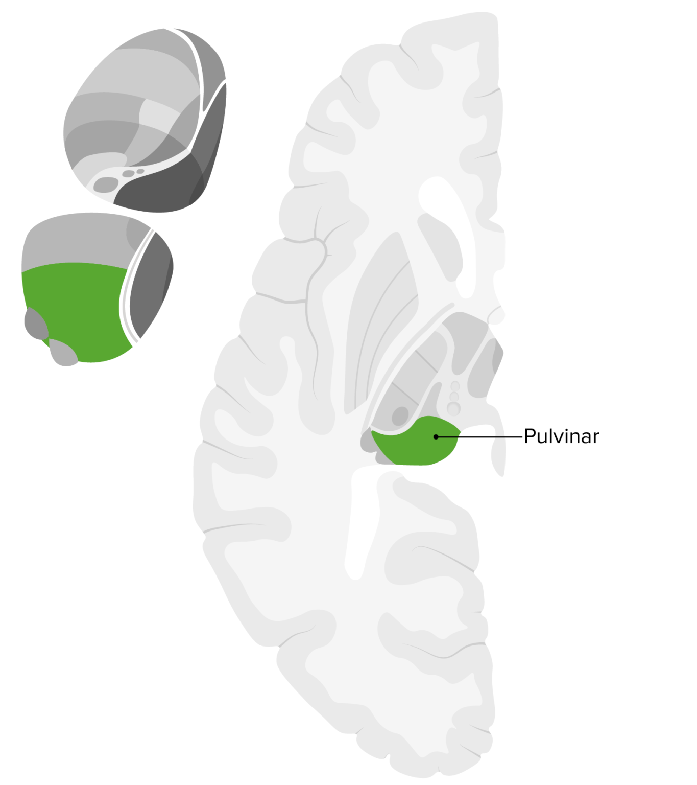 Thalamus: Anatomy | Concise Medical Knowledge
