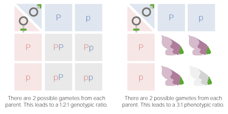Mendel’s Laws of Genetics | Concise Medical Knowledge