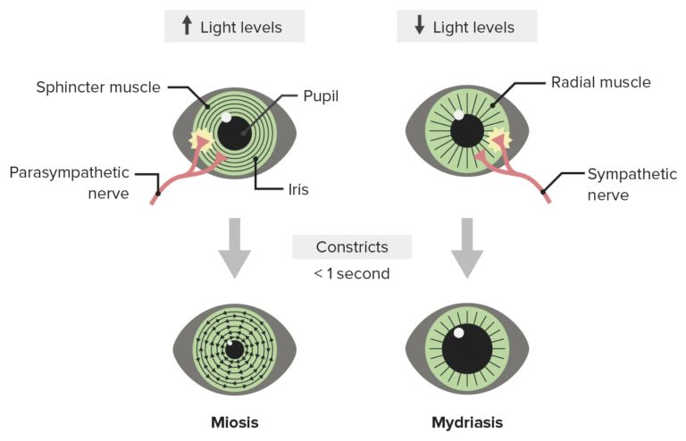Pupil: Physiology and Abnormalities | Concise Medical Knowledge