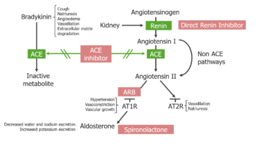 Inhibidores del Sistema Renina-Angiotensina-Aldosterona | Concise Medical Knowledge