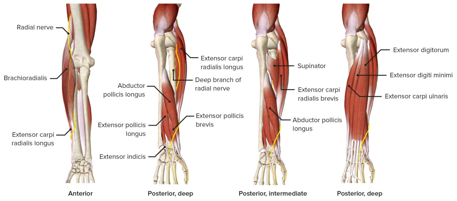 Forearm: Anatomy | Concise Medical Knowledge