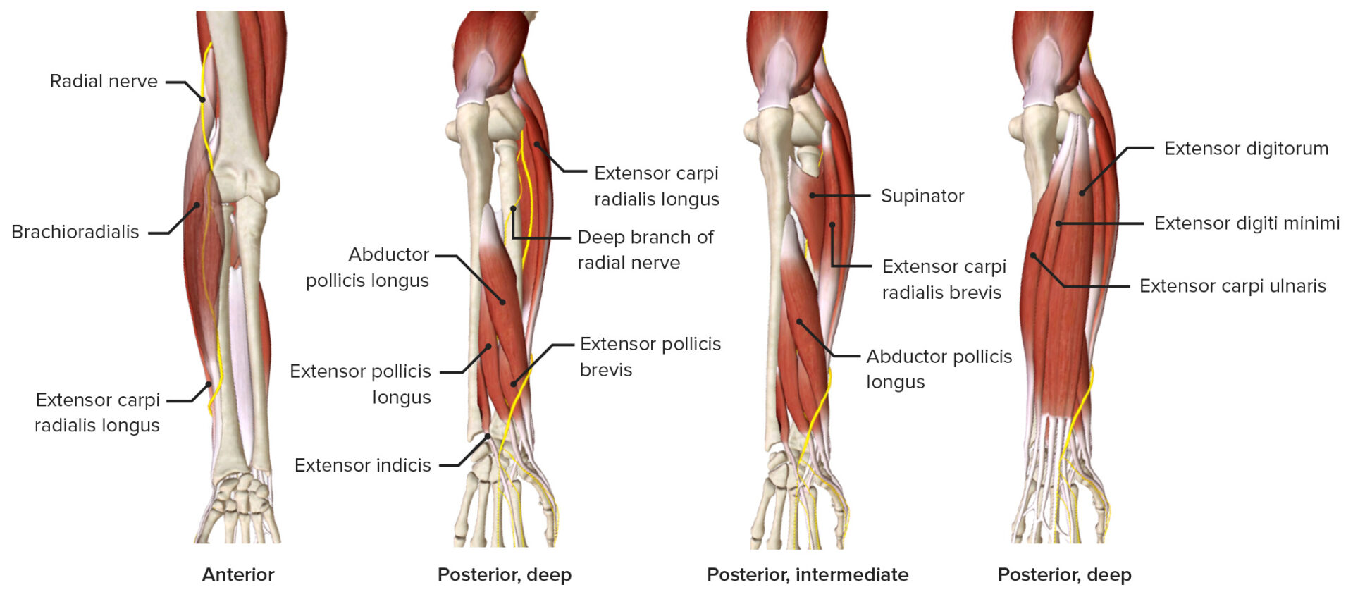 Forearm: Anatomy | Concise Medical Knowledge