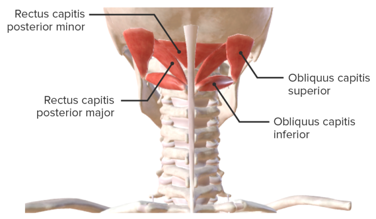 Músculos del Cuello: Anatomía | Concise Medical Knowledge