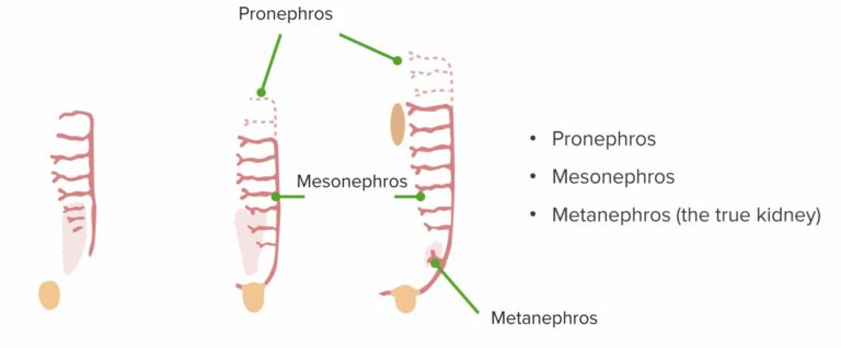 Urinary Tract: Anatomy | Concise Medical Knowledge