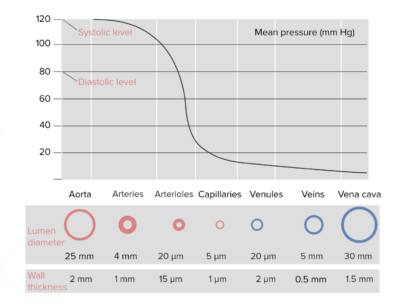 Vascular Resistance, Flow, and Mean Arterial Pressure | Concise Medical ...