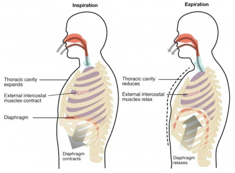 Diaphragm: Anatomy | Concise Medical Knowledge