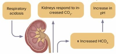Acid–base Disorders [+ Free Cheat Sheet] | Lecturio Nursing