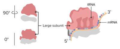 Tipos y Estructura del ARN | Concise Medical Knowledge