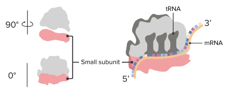 RNA Types and Structure | Concise Medical Knowledge