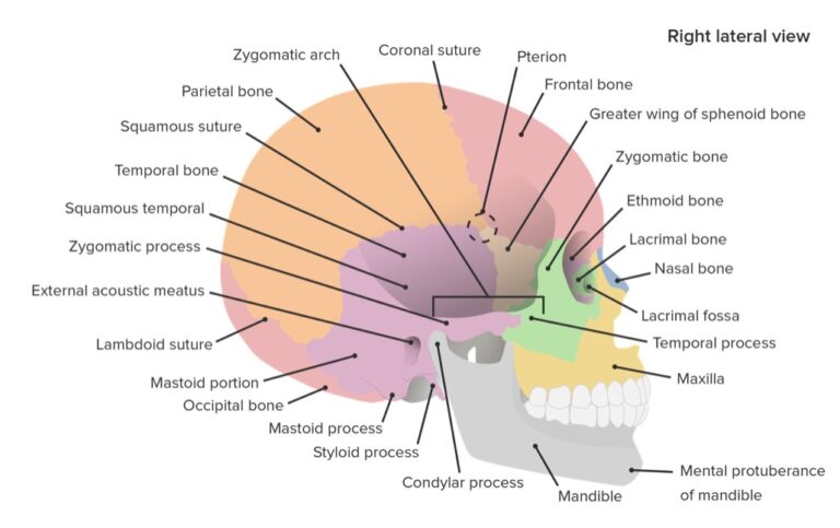 Cráneo: Anatomía | Concise Medical Knowledge