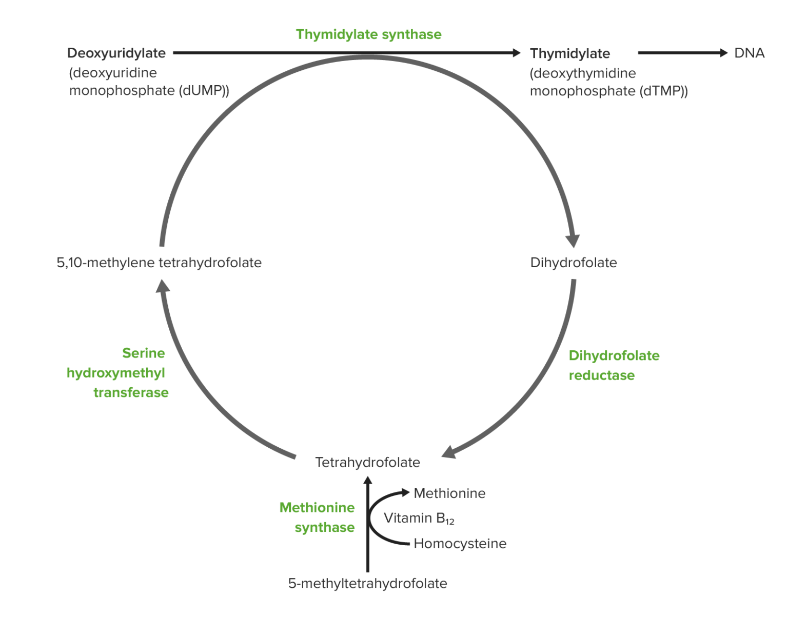 Folate and Vitamin B12 | Concise Medical Knowledge