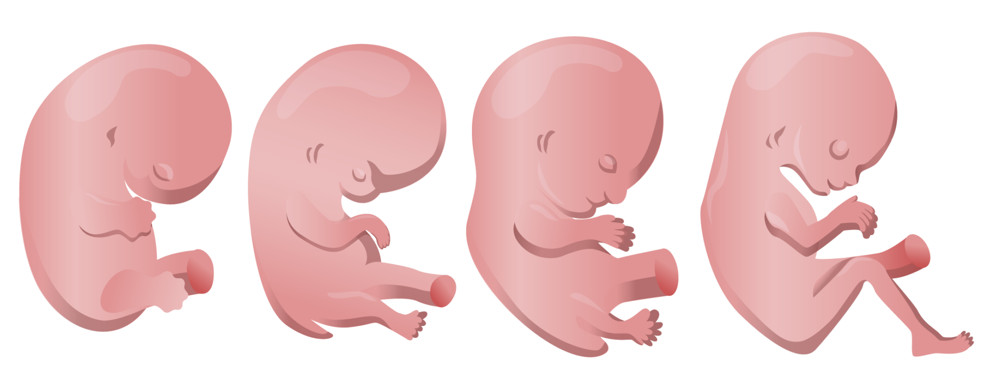 Development of the Limbs | Concise Medical Knowledge