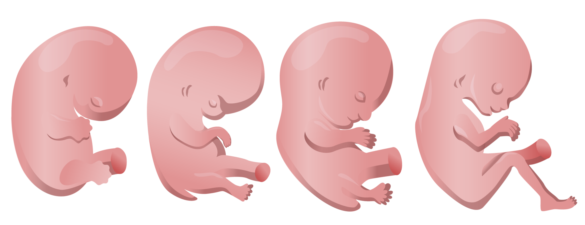 Development of the Limbs | Concise Medical Knowledge