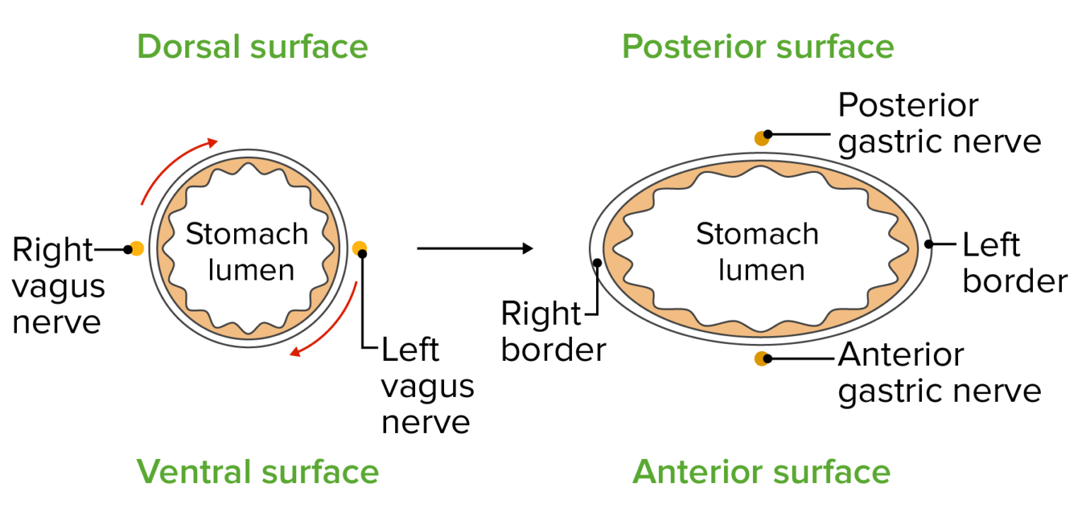 Development of the Abdominal Organs | Concise Medical Knowledge