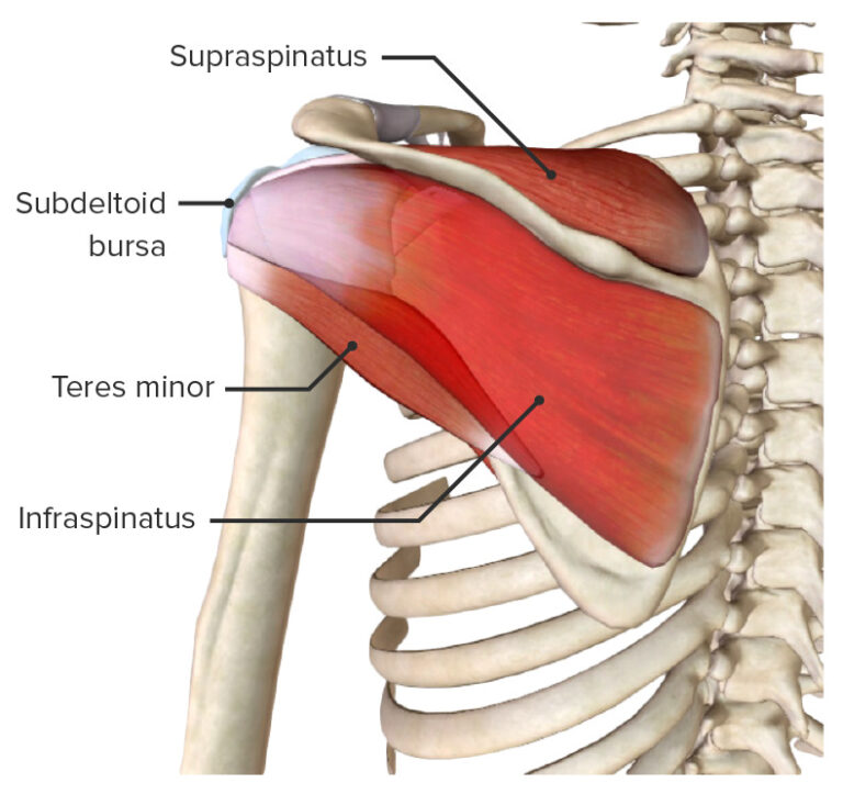 Complexo Articular do Ombro | Concise Medical Knowledge