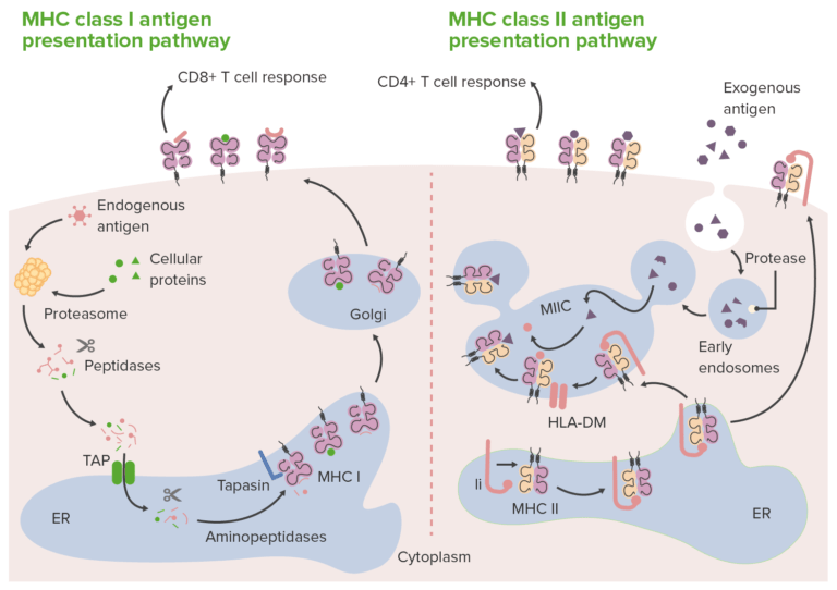 Adaptive Immune Response | Concise Medical Knowledge