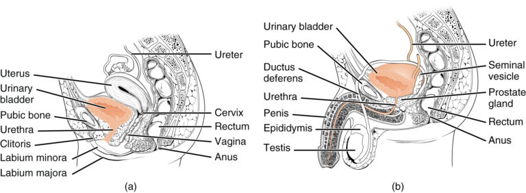 Surgical Anatomy Of The Abdomen Concise Medical Knowledge