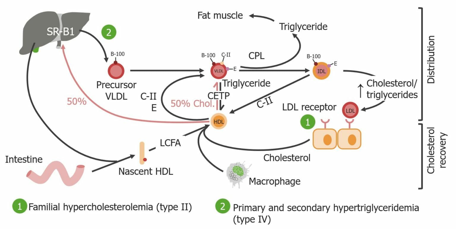 Distúrbios Lipídicos | Concise Medical Knowledge