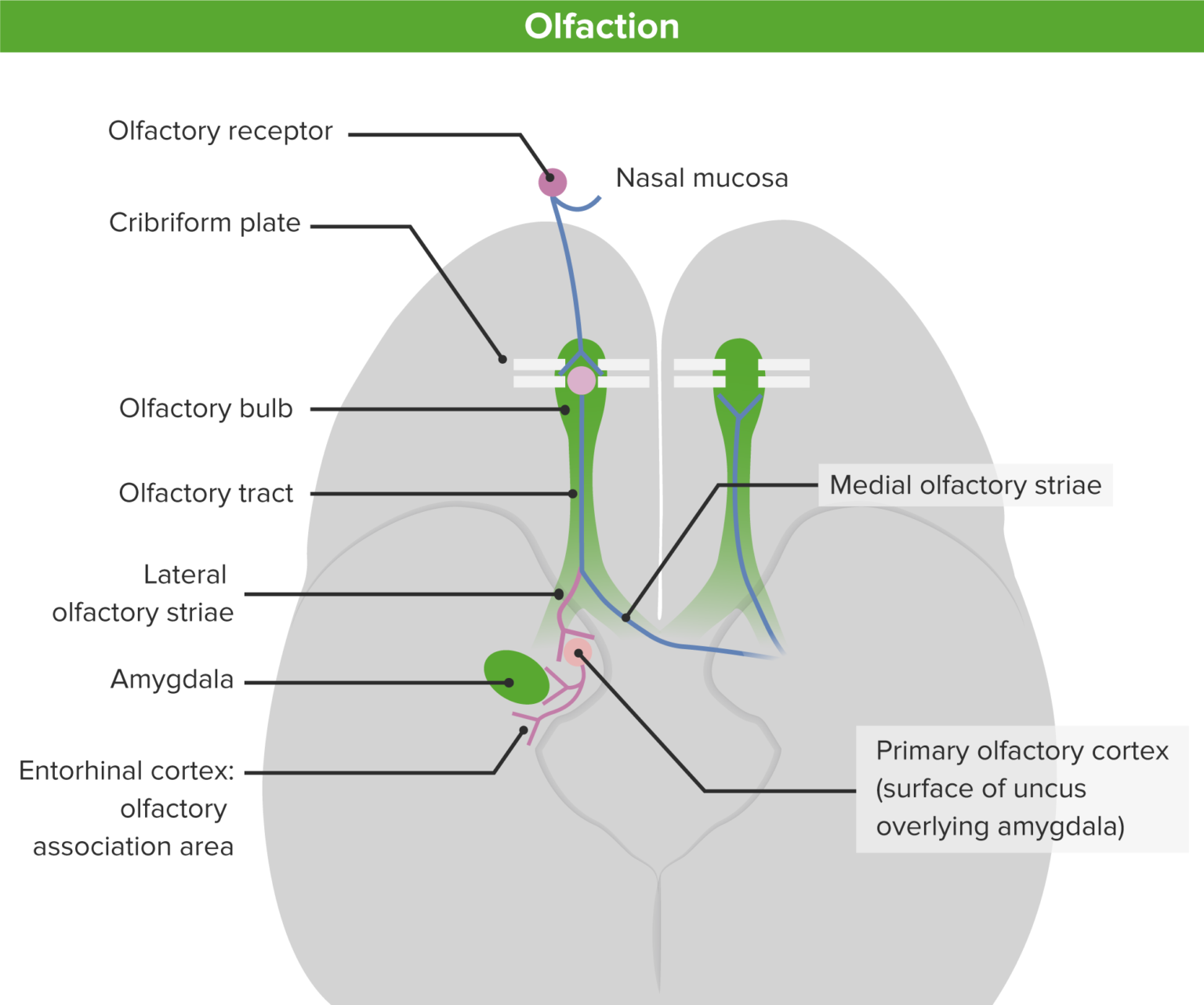 Olfaction: Anatomy | Concise Medical Knowledge