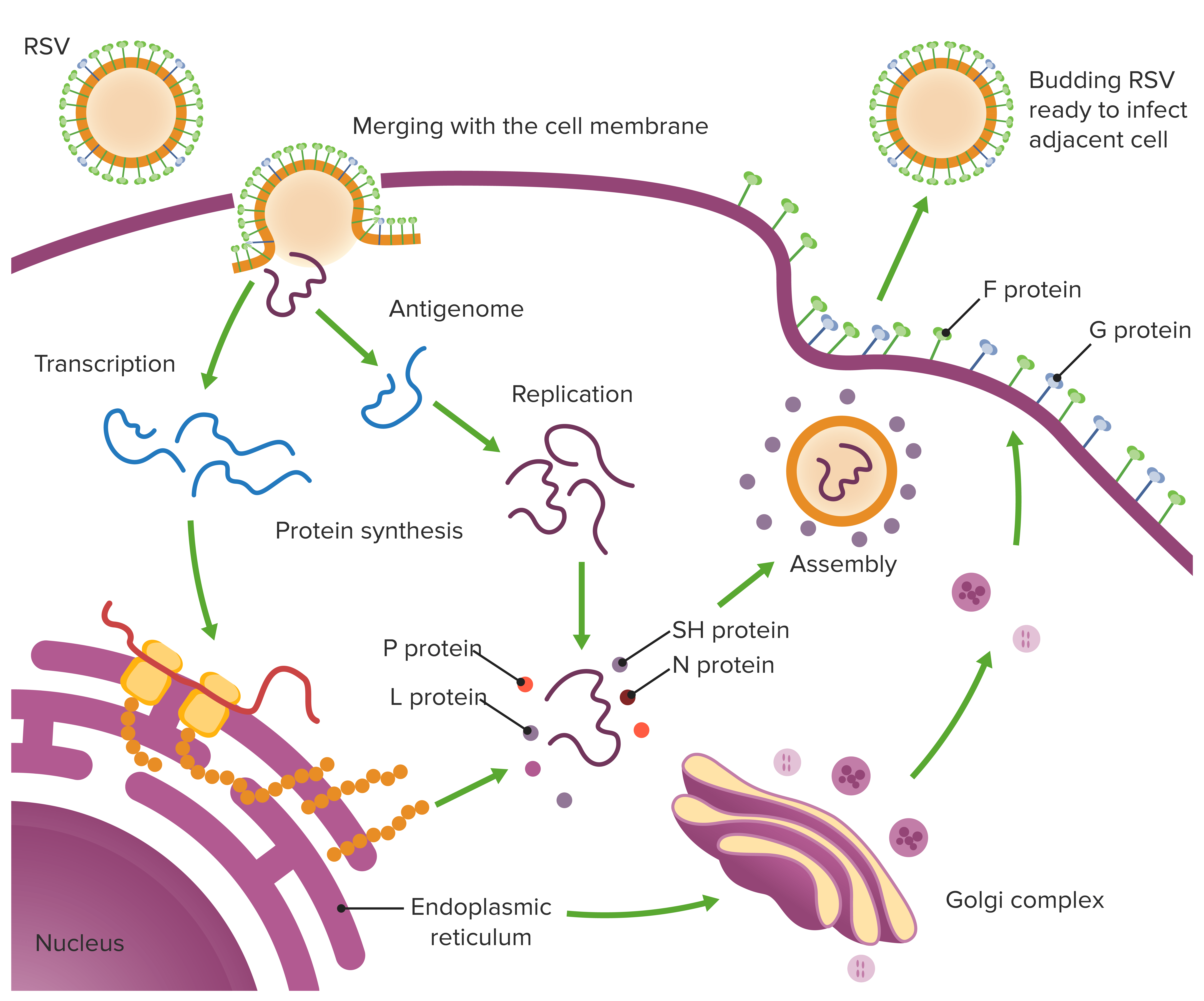 Virus Sincitial Respiratorio Concise Medical Knowledge Virus Sincitial Respiratorio Concise Medical Knowledge