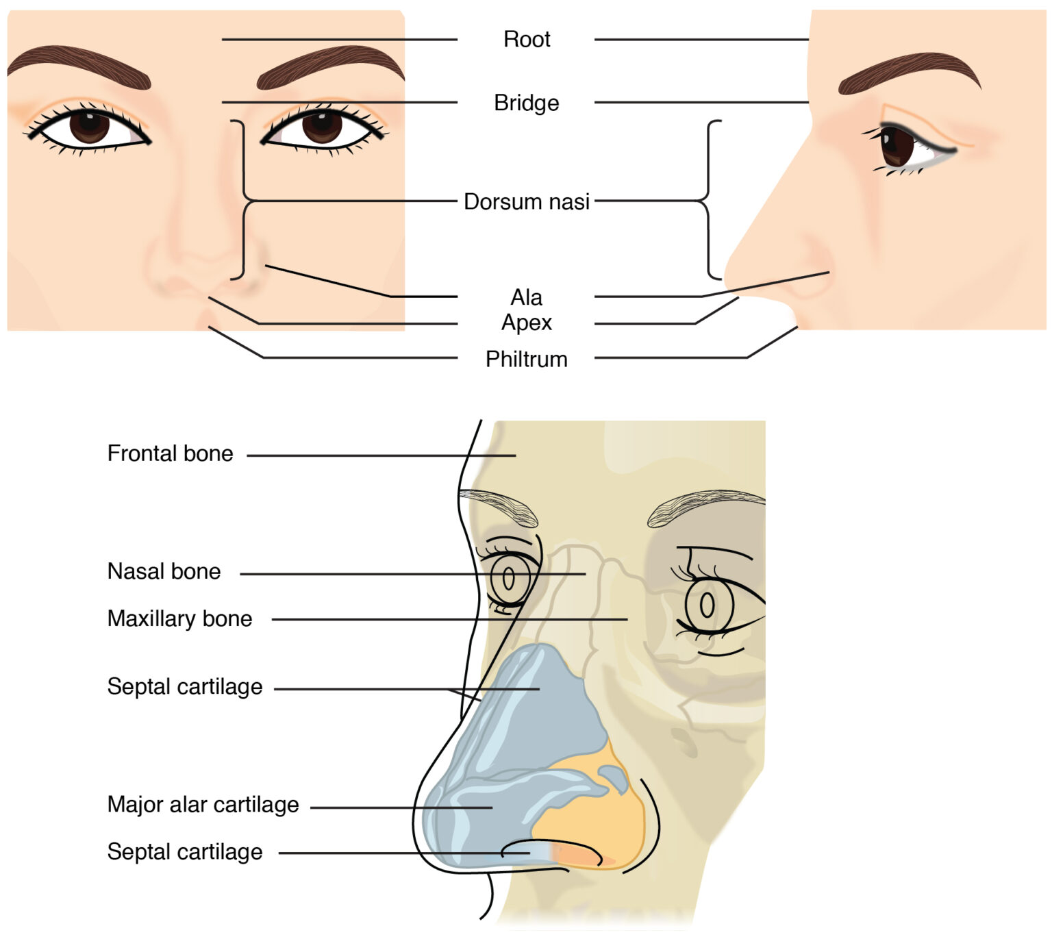 Nariz y Cavidad Nasal: Anatomía | Concise Medical Knowledge