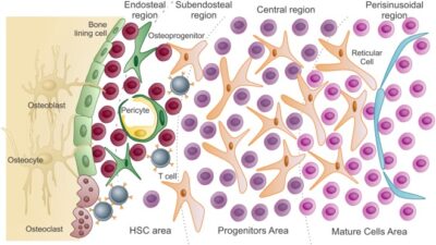 Bone Marrow: Composition and Hematopoiesis | Concise Medical Knowledge
