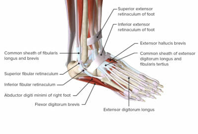 Ankle Joint: Anatomy | Concise Medical Knowledge