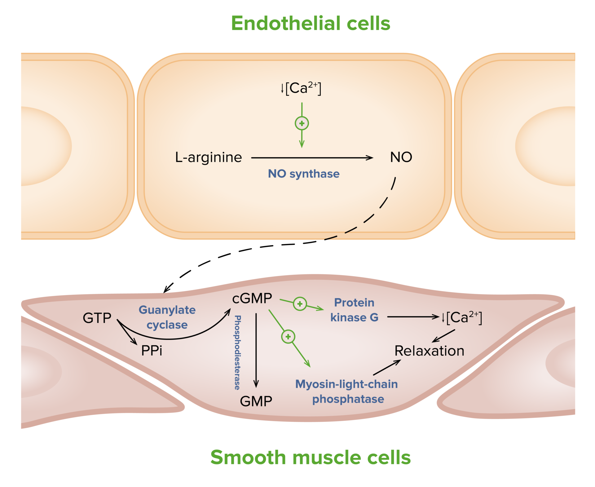 Second Messengers | Concise Medical Knowledge