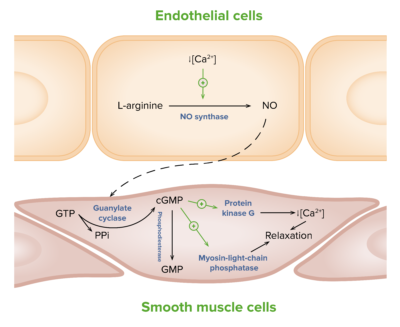 Second Messengers | Concise Medical Knowledge